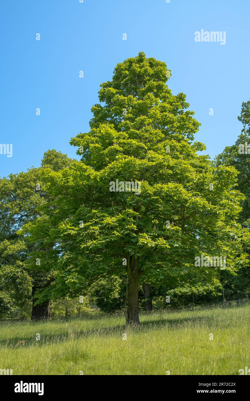 Horse chess nut tree growing in the open grass land in the summer ...