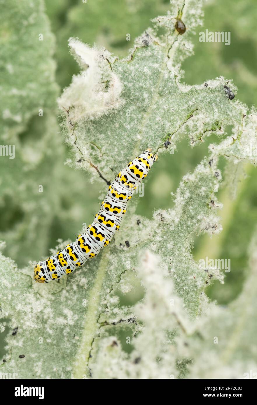 Feeding Mullein Moth (Cucullia verbasci Stock Photo - Alamy