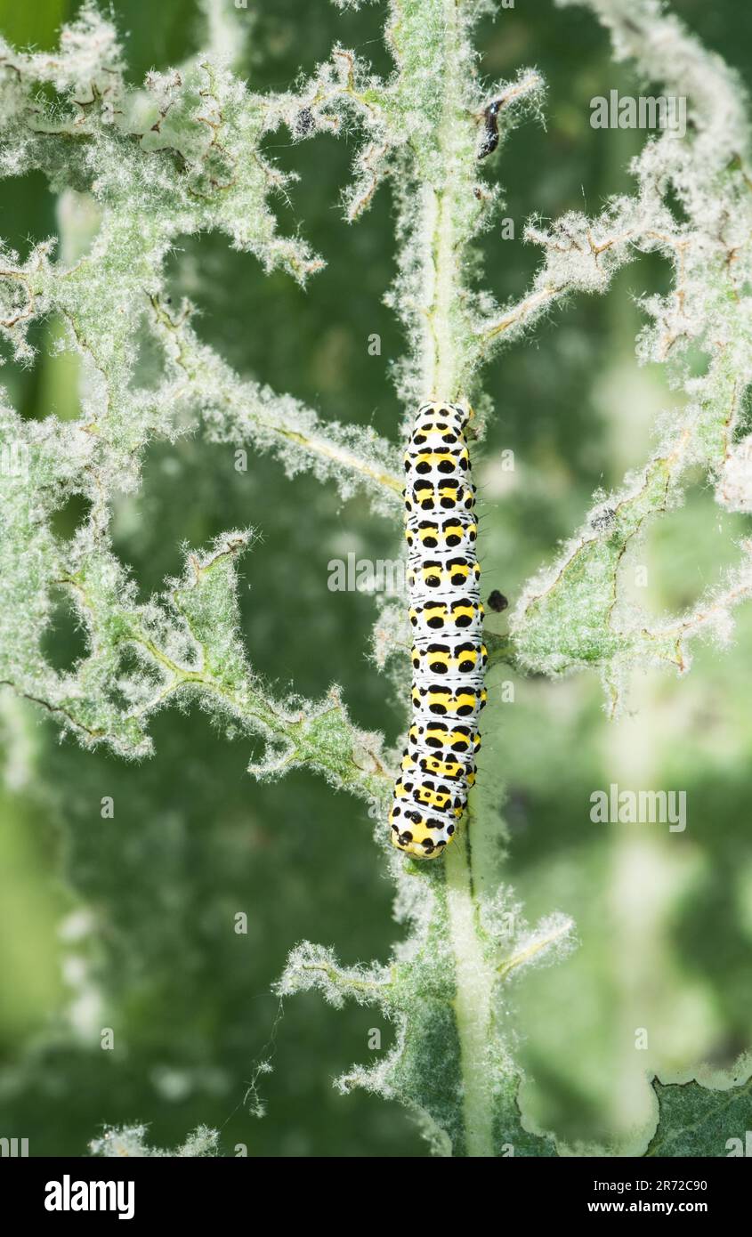 Feeding Mullein Moth (Cucullia verbasci Stock Photo - Alamy