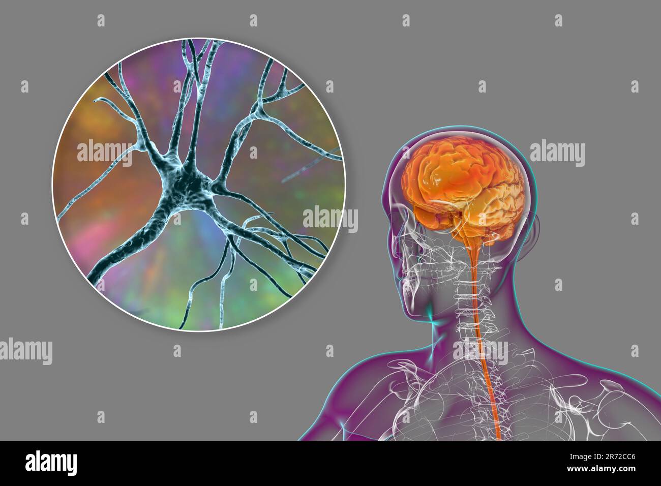 Human brain with close-up view of neurons, computer illustration Stock ...