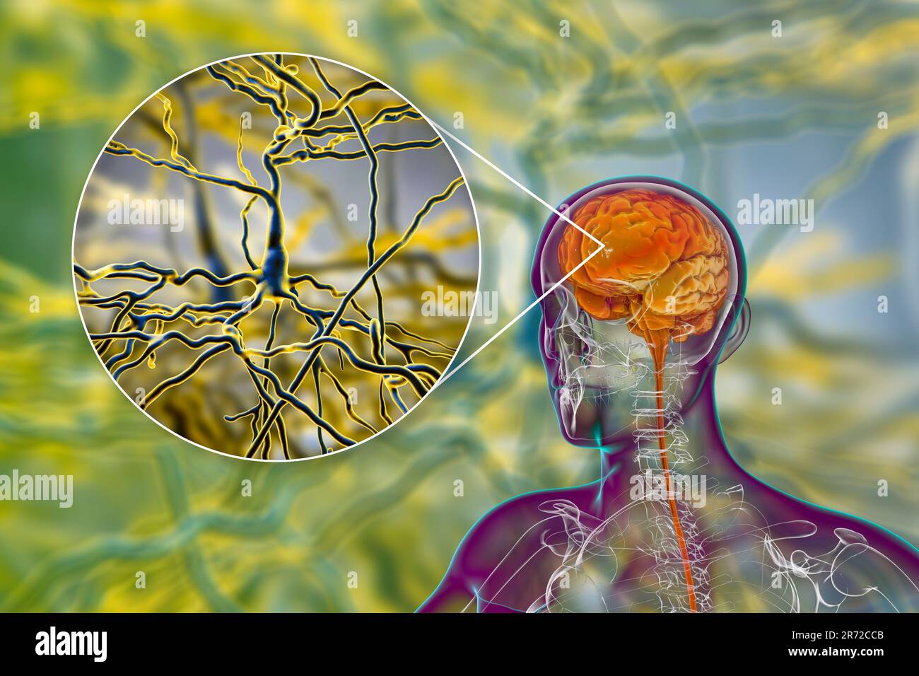 Human brain with close-up view of neurons, computer illustration Stock ...