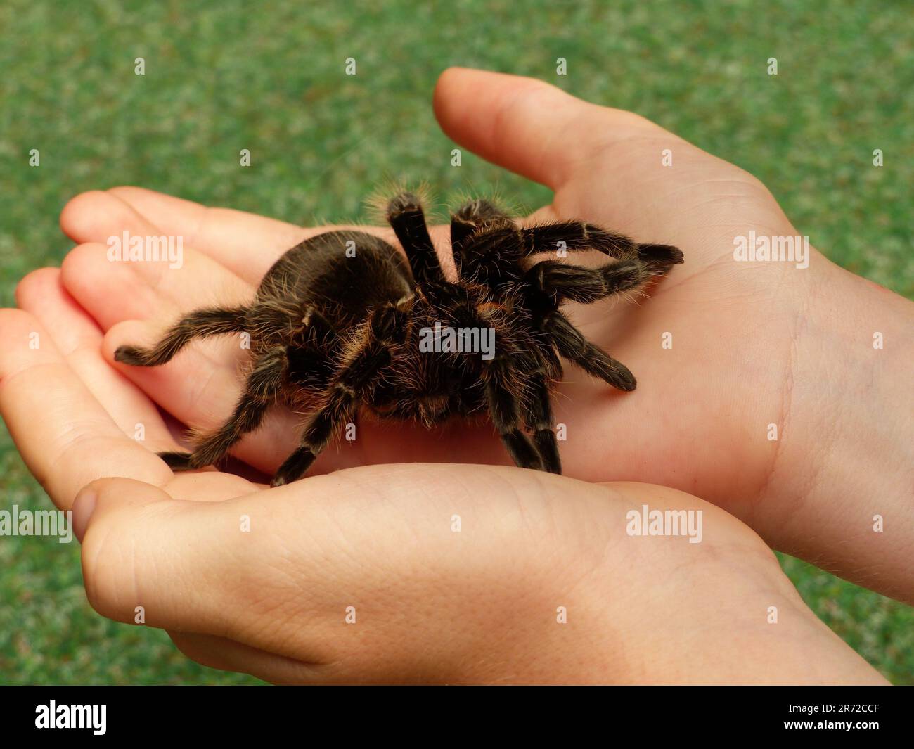 Tarantula spider on human hand hi-res stock photography and images - Alamy
