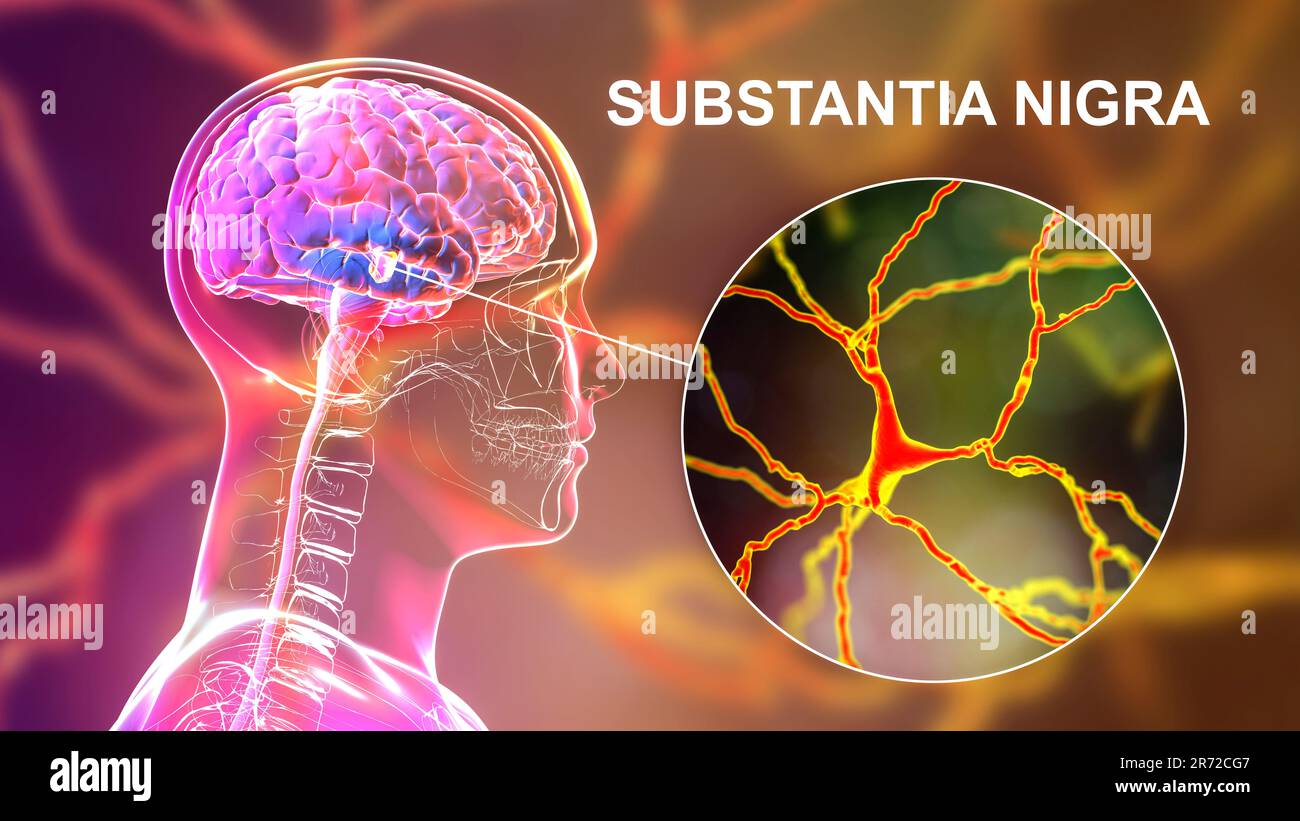 Substantia nigra. Computer illustration showing a healthy substantia ...