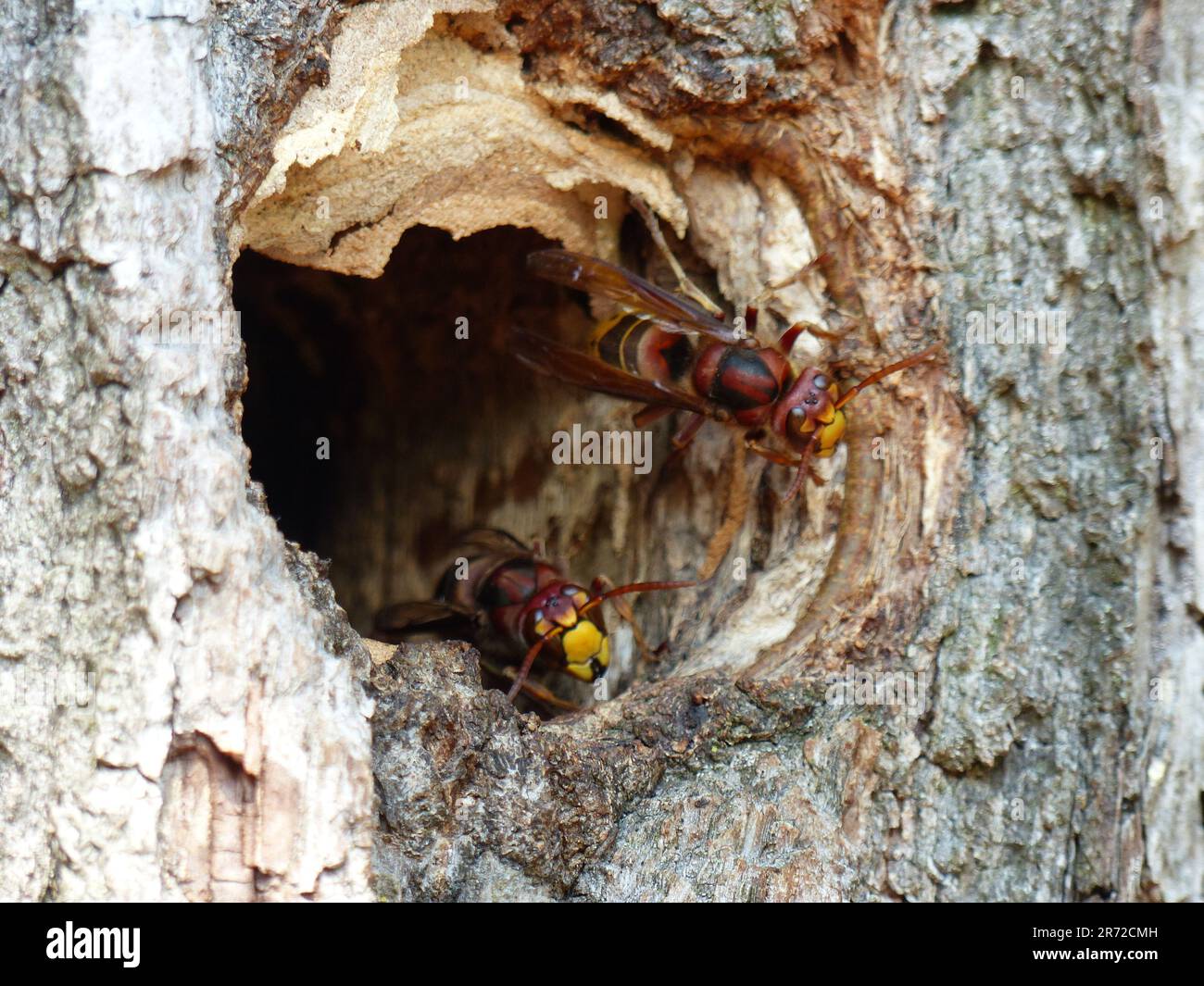 Several hornets clustered together in a hollow in a tree, with a nest ...