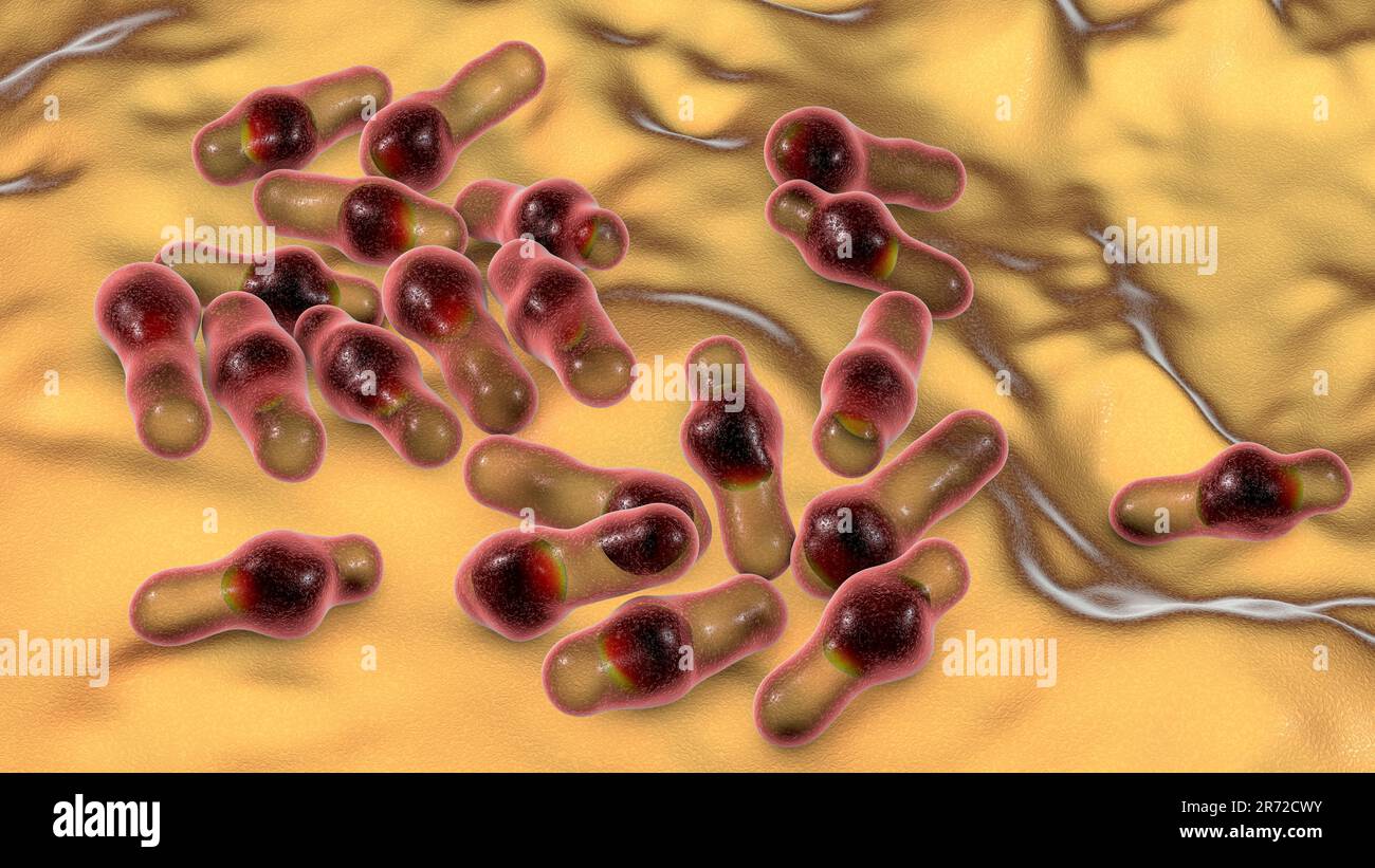 Clostridium bacteria, computer illustration. Clostridia are spore ...