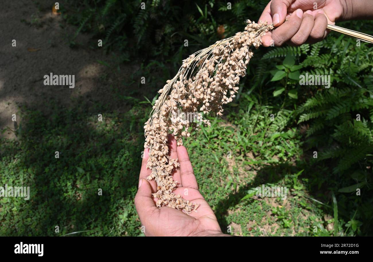 View of an ancient Rice variety known as the Swayanjatha rice spike is ...