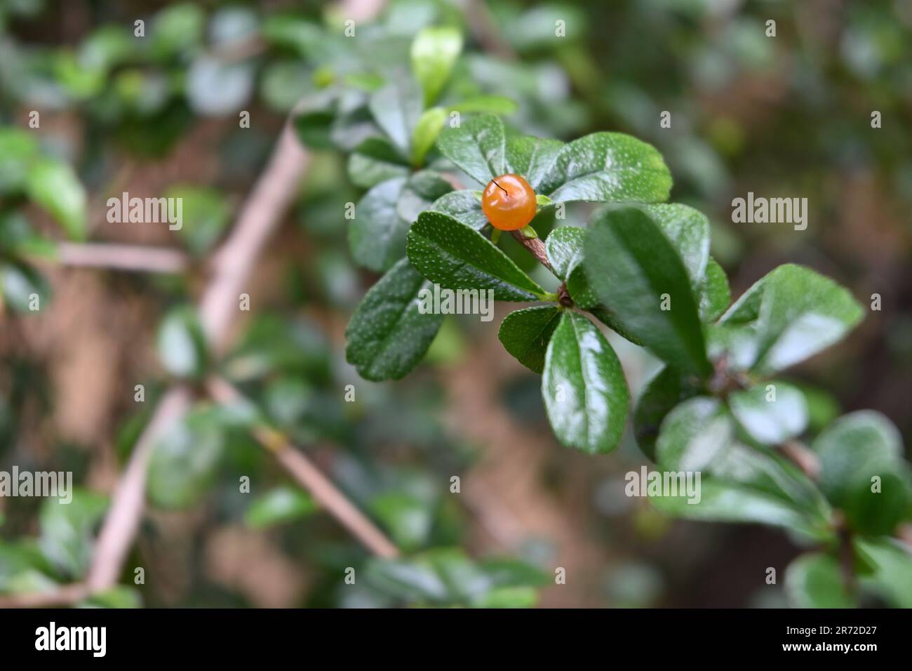A Philippine tea tree (Ehretia Microphylla) tiny ripen fruit grown on a ...