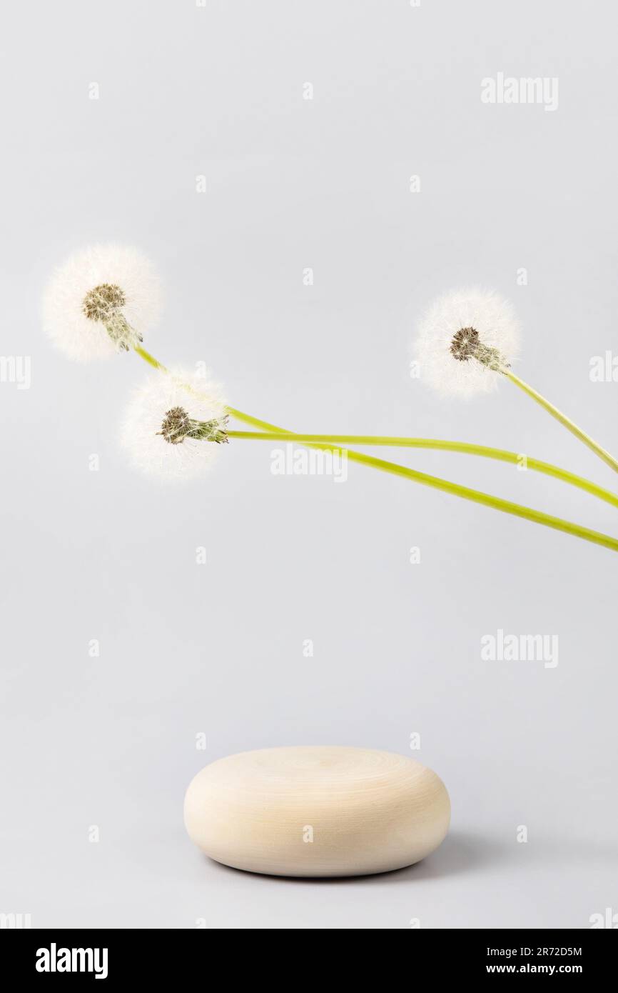 Wood stone podium and soft fluffy dandelions with white seeds. Concept ...