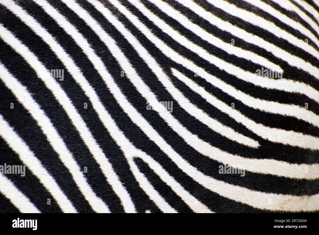 Distinct coat pattern hi-res stock photography and images - Alamy