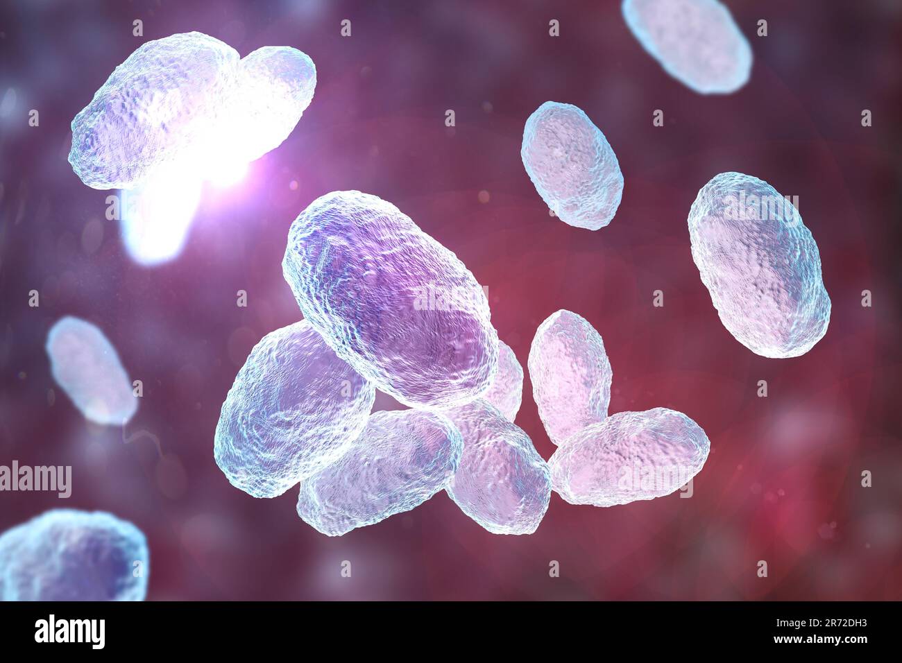 Haemophilus Influenzae Meningitis