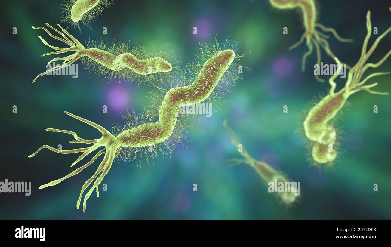 Helicobacter pylori bacterium, computer illustration. H. pylori is a ...
