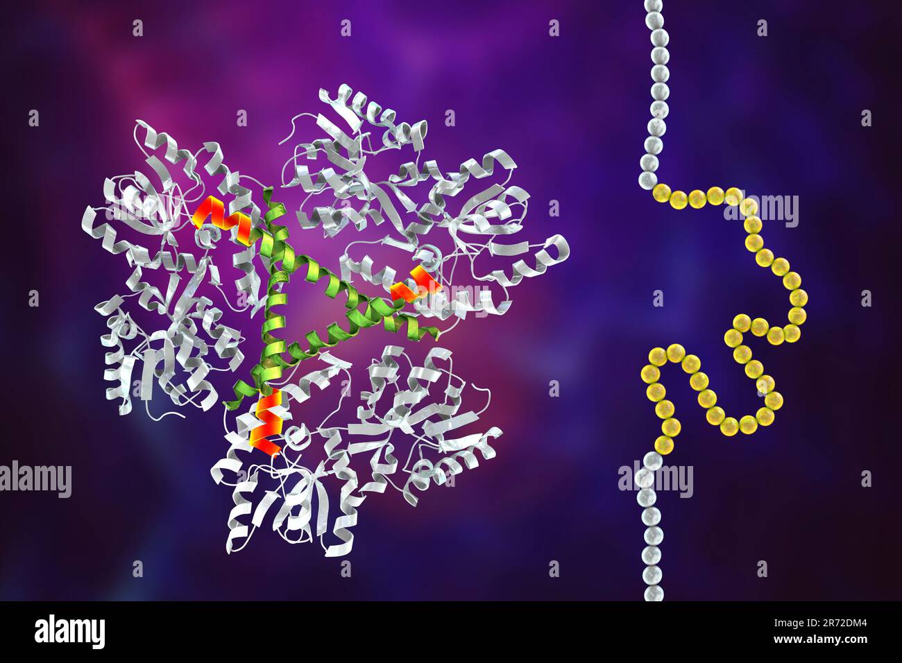 Molecule of the mutant Huntingtin protein, the cause of Huntington's ...