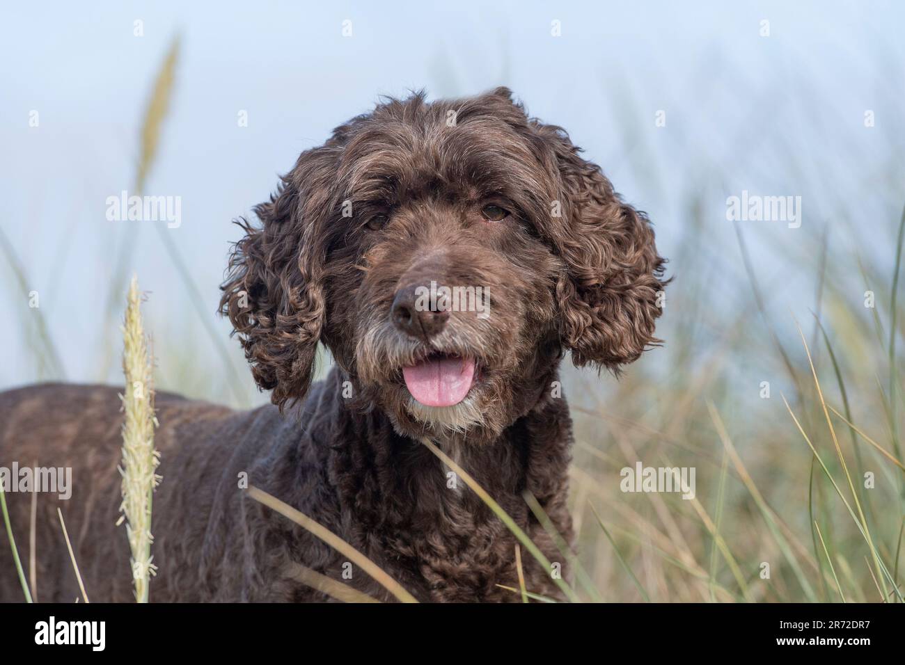 Cockapoo in open space in summer Stock Photo - Alamy