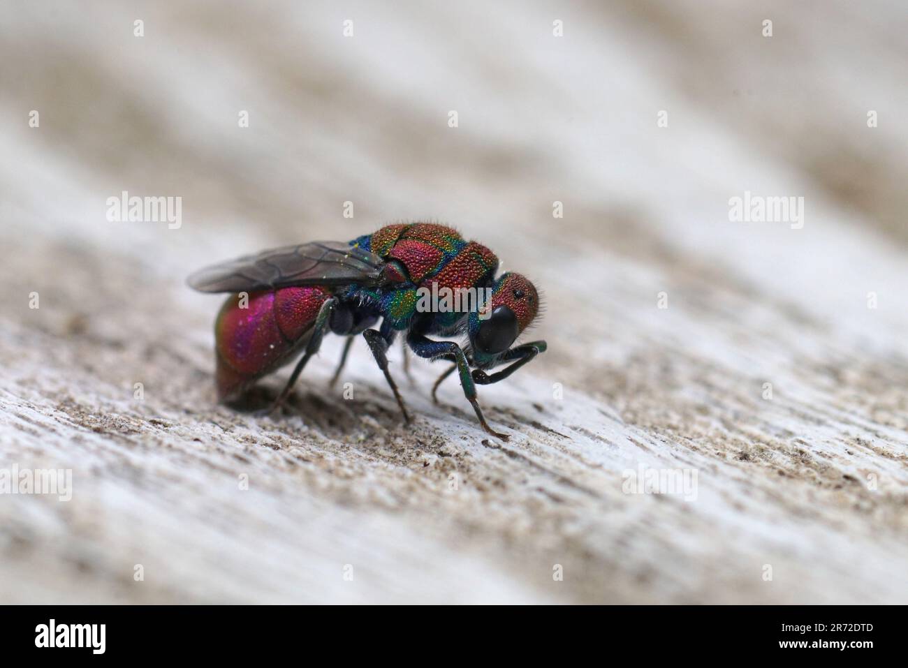 Closeup on a colorful metallic jewel wasp, Chrysura purpureifrons, a ...