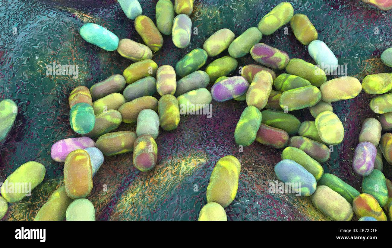Kingella kingae bacteria, computer illustration. K. kingae is a Gram ...