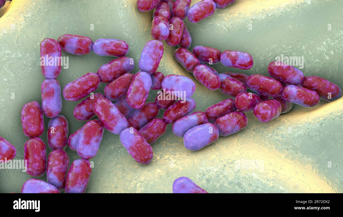 Coccobacillus hi-res stock photography and images - Alamy