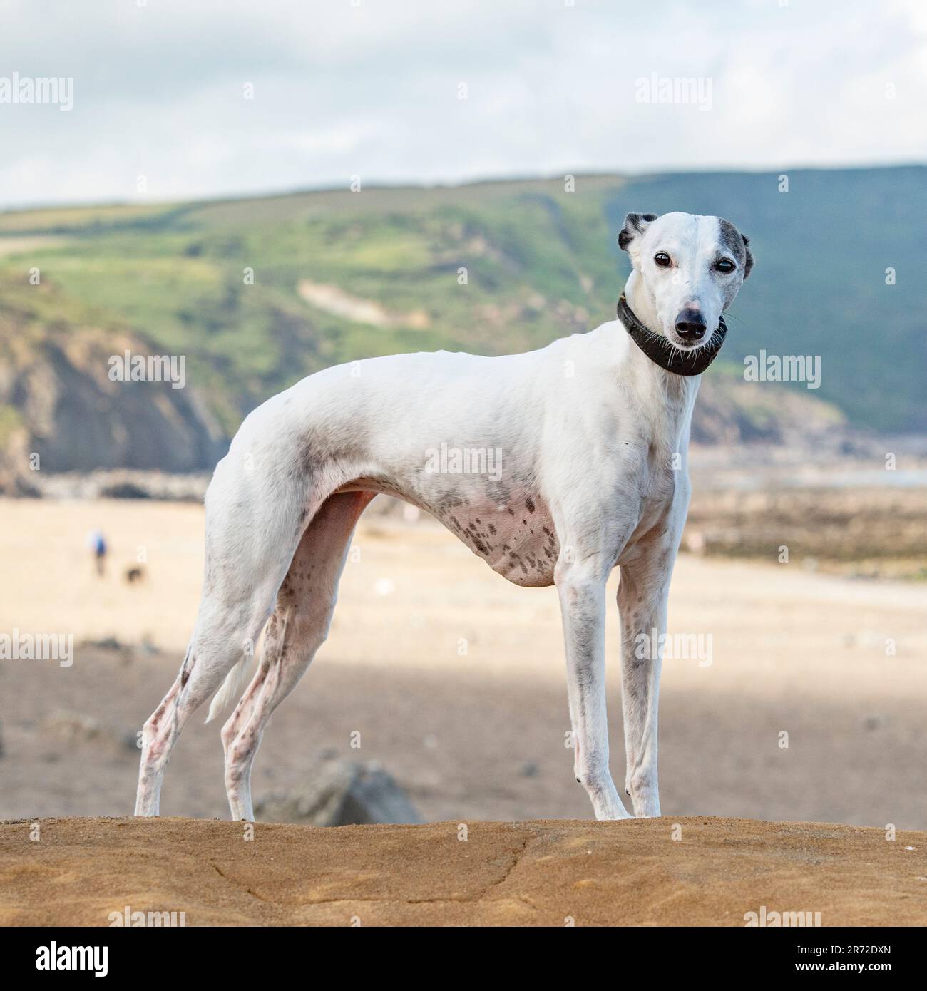 whippet standing on a beach Stock Photo - Alamy