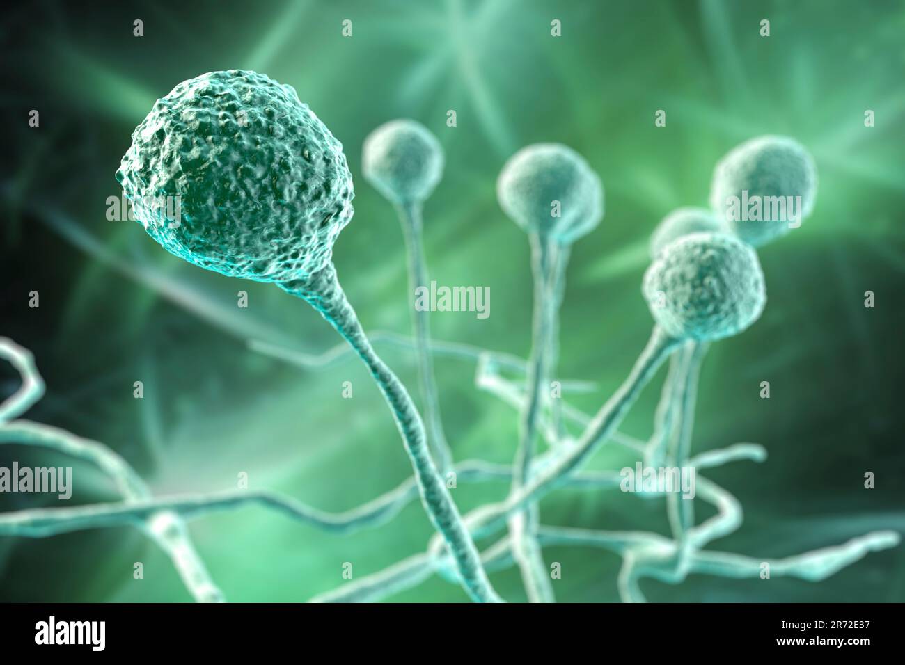 Mucor mold hi-res stock photography and images - Alamy