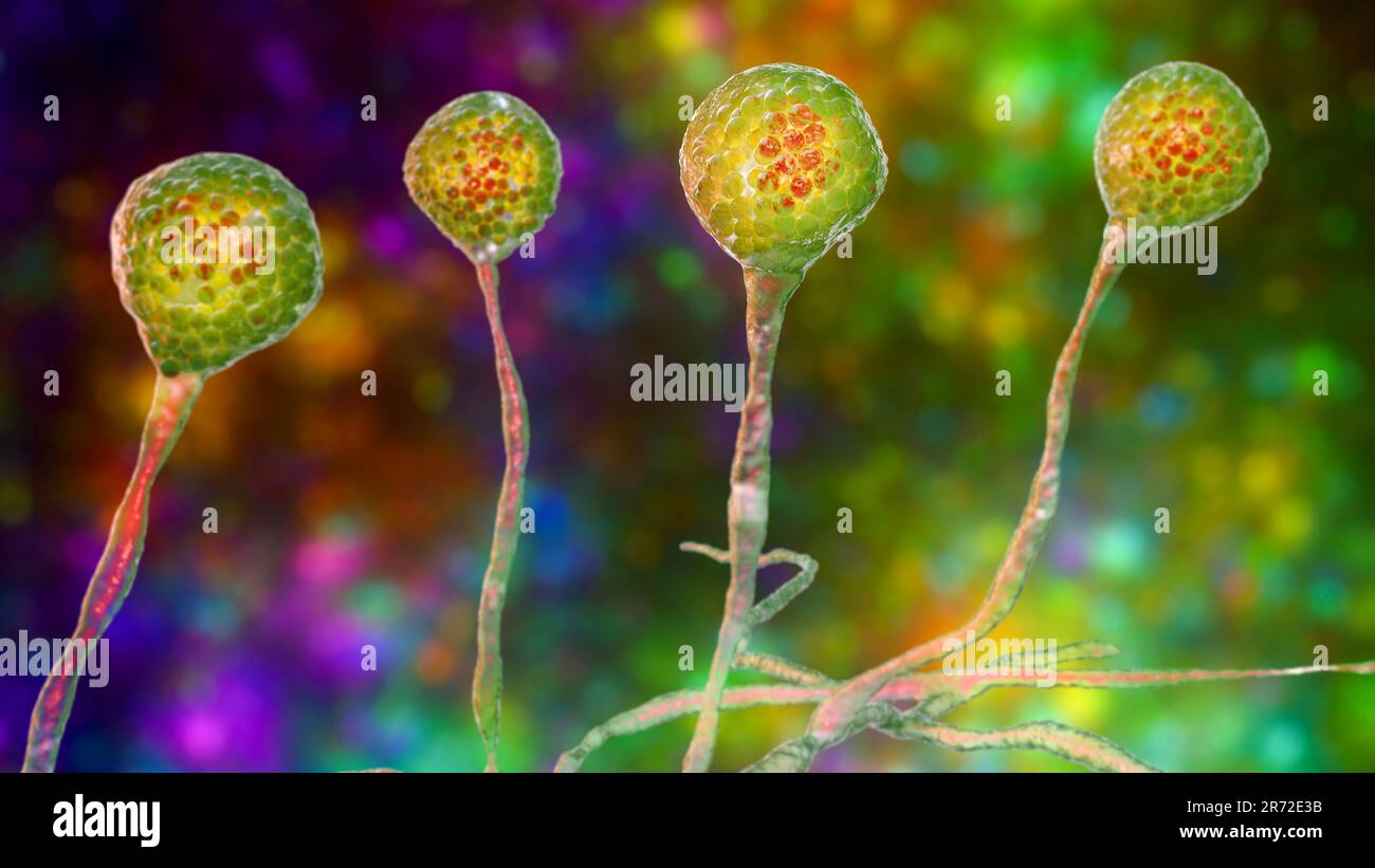 Mucorales hi-res stock photography and images - Alamy