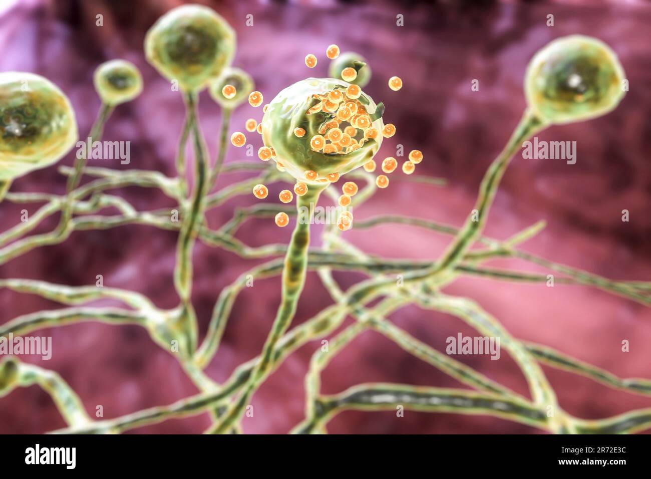 Mucor mold hi-res stock photography and images - Alamy