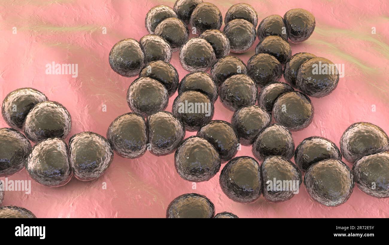 Bacteria Pneumococci Streptococcus Pneumoniae Gram Positive Spherical