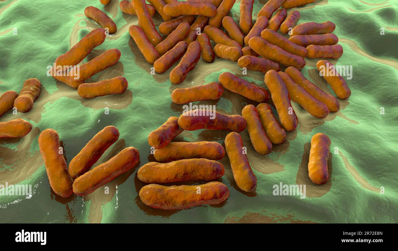 Cutibacterium (formerly Propionibacterium) bacteria, computer ...