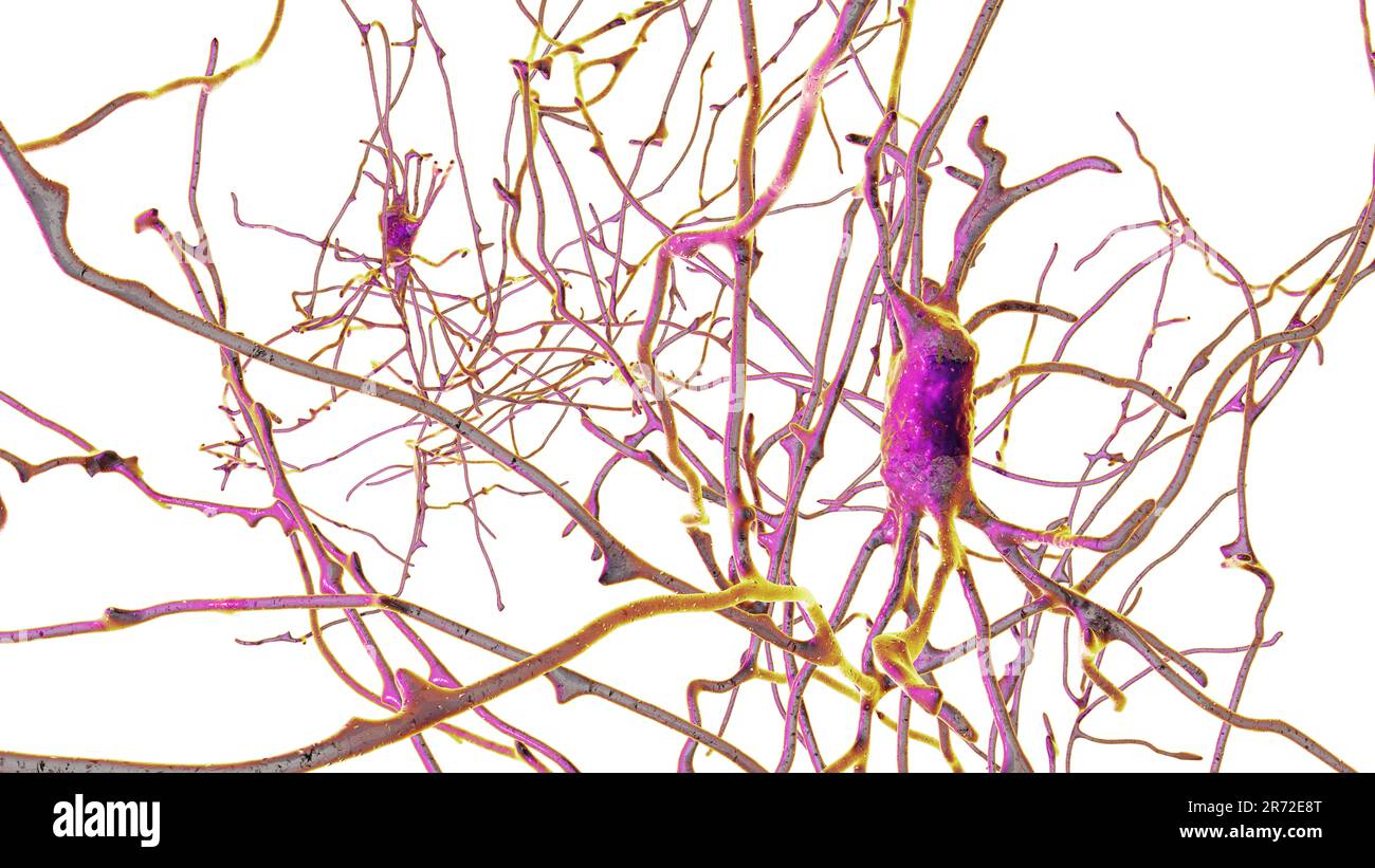 Neurons (nerve cells) located in the pons Varolii of the human brain ...