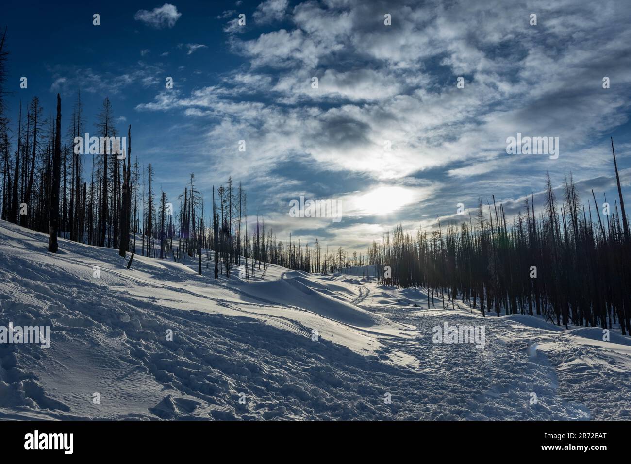 The trees in the snow-covered mountains of Sierra Nevada Stock Photo ...