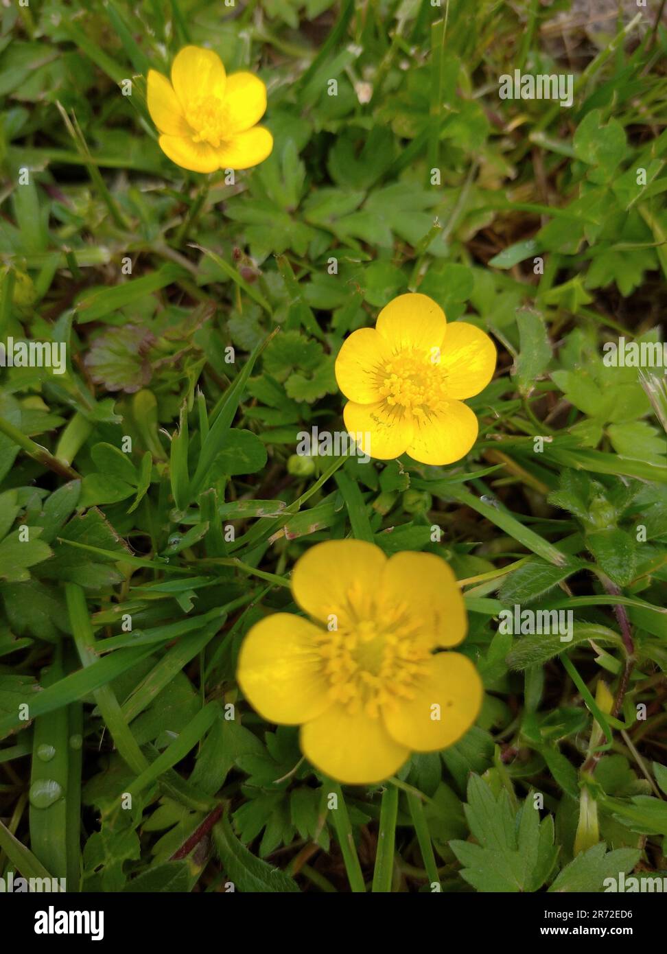 Photo of a natural summer landscape with vegetation and flowers under a ...