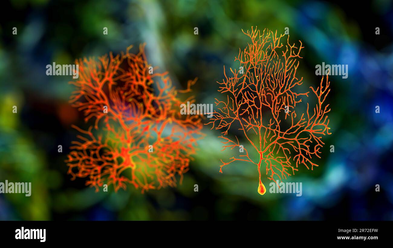Purkinje cell of the cerebellum, computer illustration. Purkinje nerve ...
