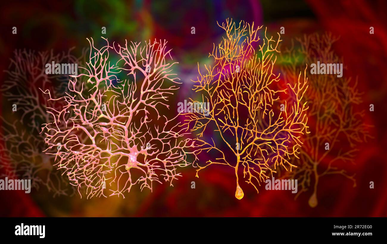 Purkinje cell of the cerebellum, computer illustration. Purkinje nerve ...