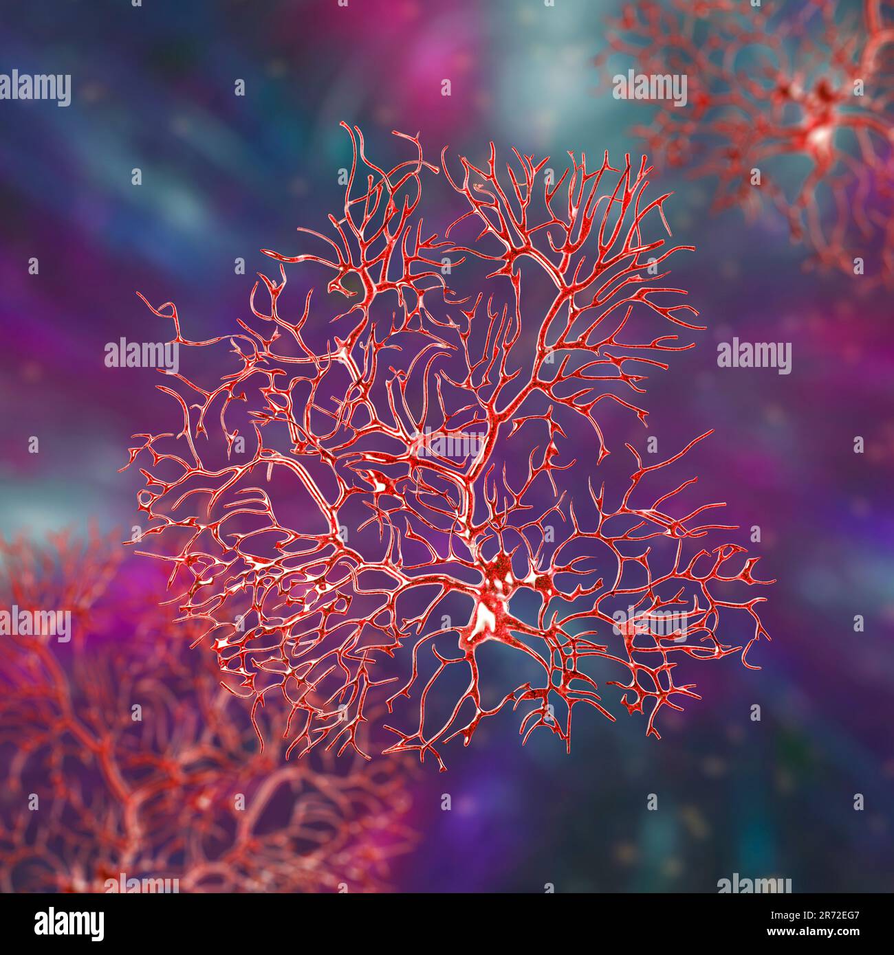 Purkinje cell of the cerebellum, computer illustration. Purkinje nerve ...