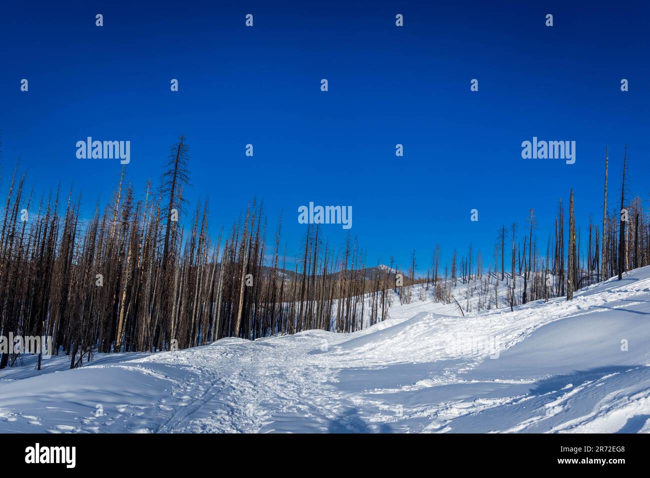 The trees in the snow-covered mountains of Sierra Nevada Stock Photo ...