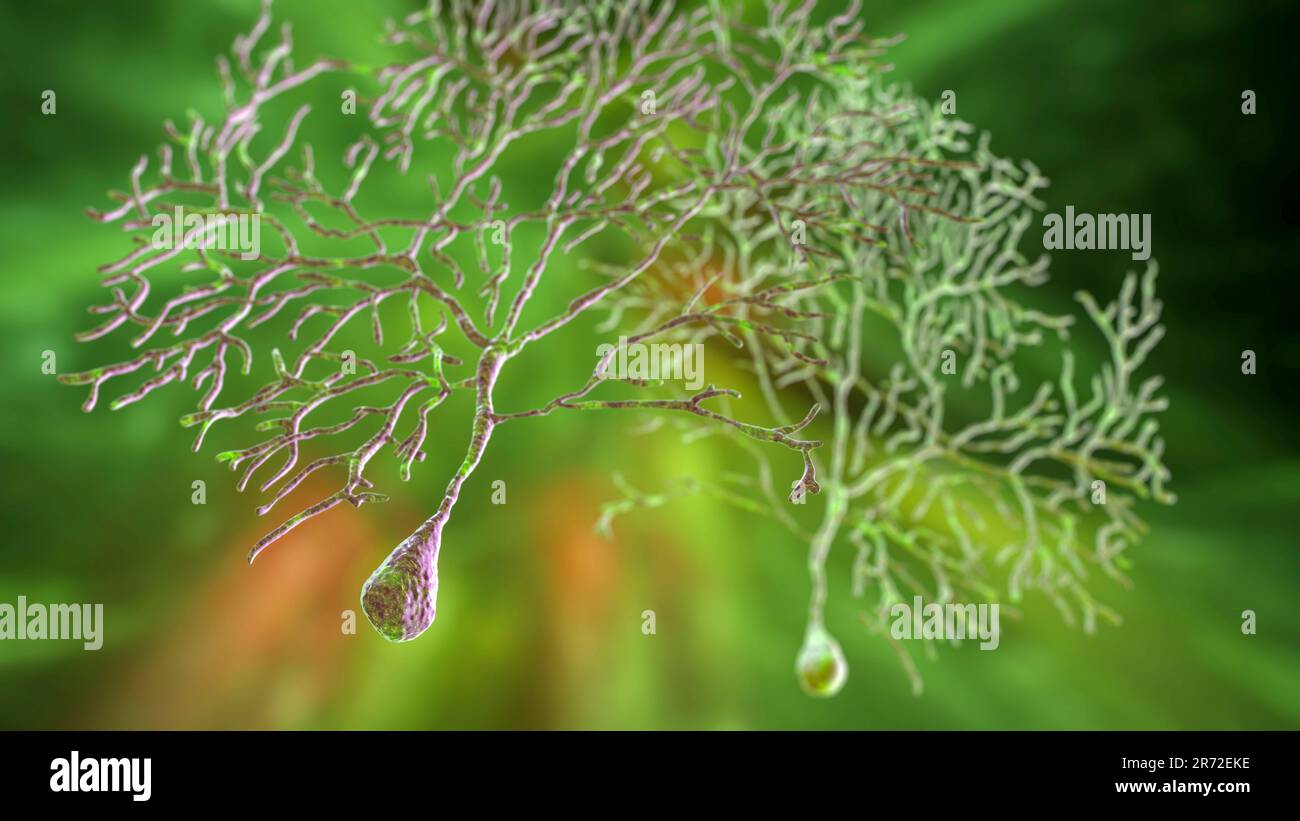 Purkinje cell of the cerebellum, computer illustration. Purkinje nerve ...