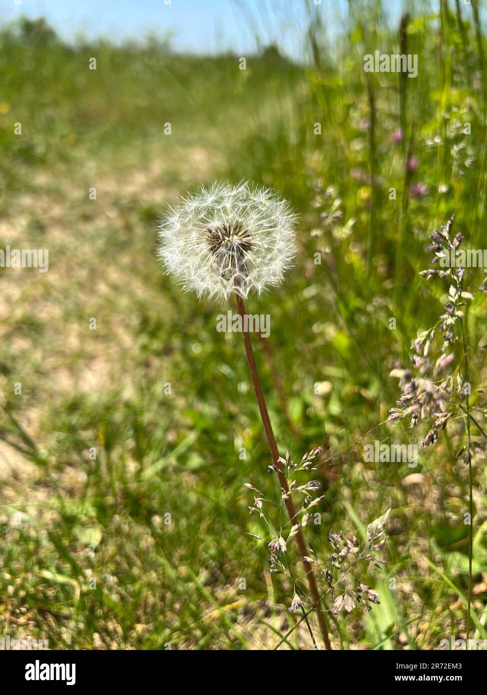 Photo of a natural summer landscape with vegetation and flowers under a ...