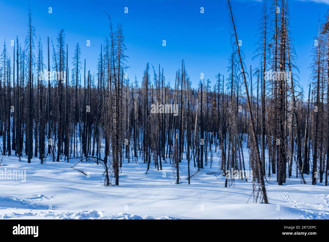 The trees in the snow-covered mountains of Sierra Nevada Stock Photo ...