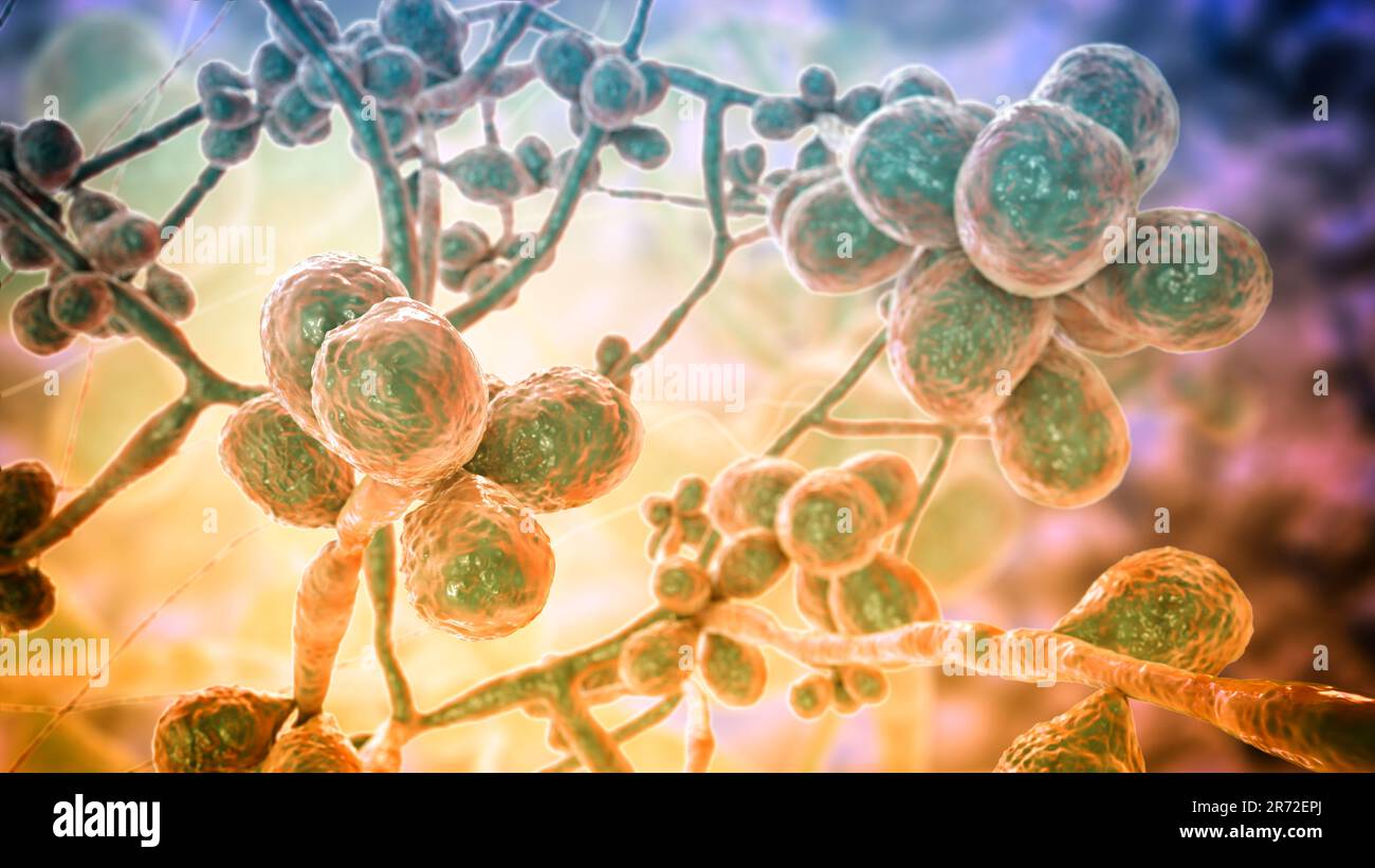 Fungus Sporothrix schenckii, causative agent of the infection ...