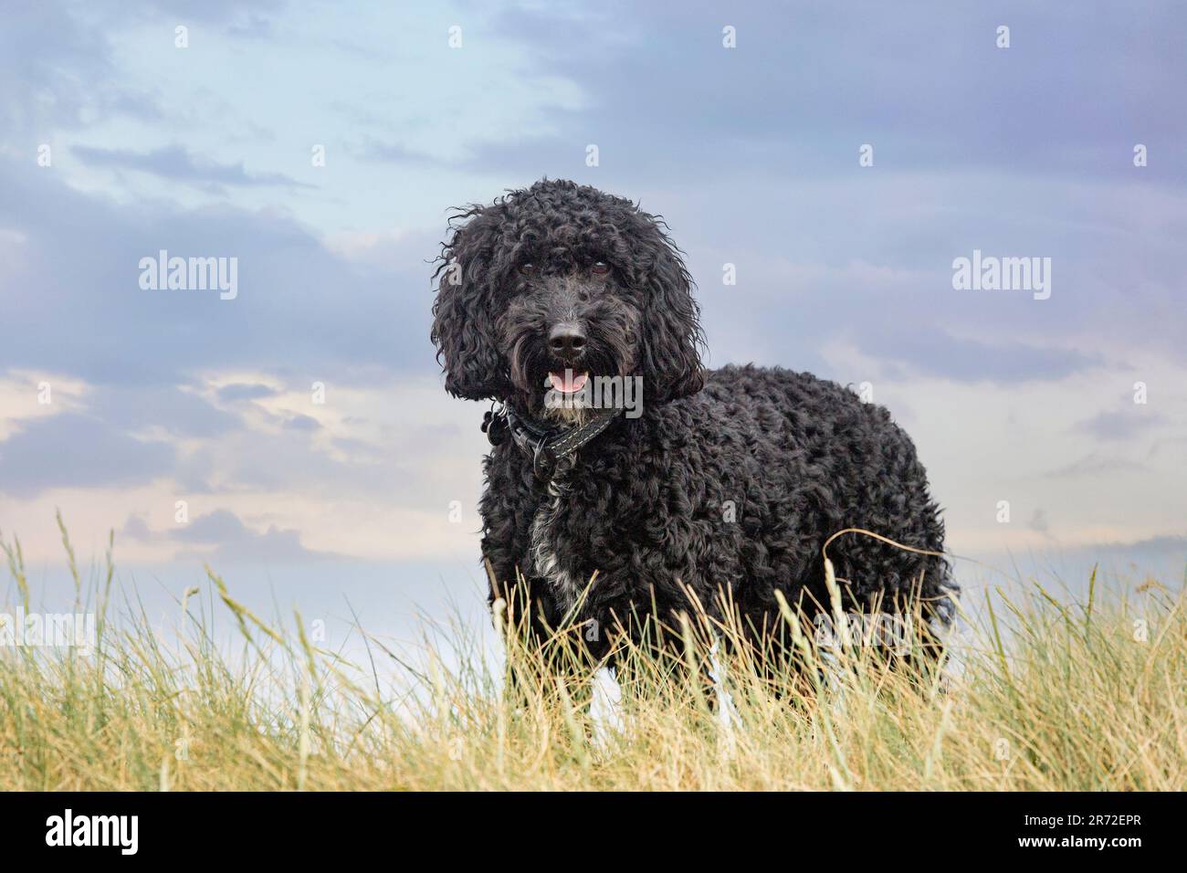 Cockapoo standing in long grass Stock Photo - Alamy