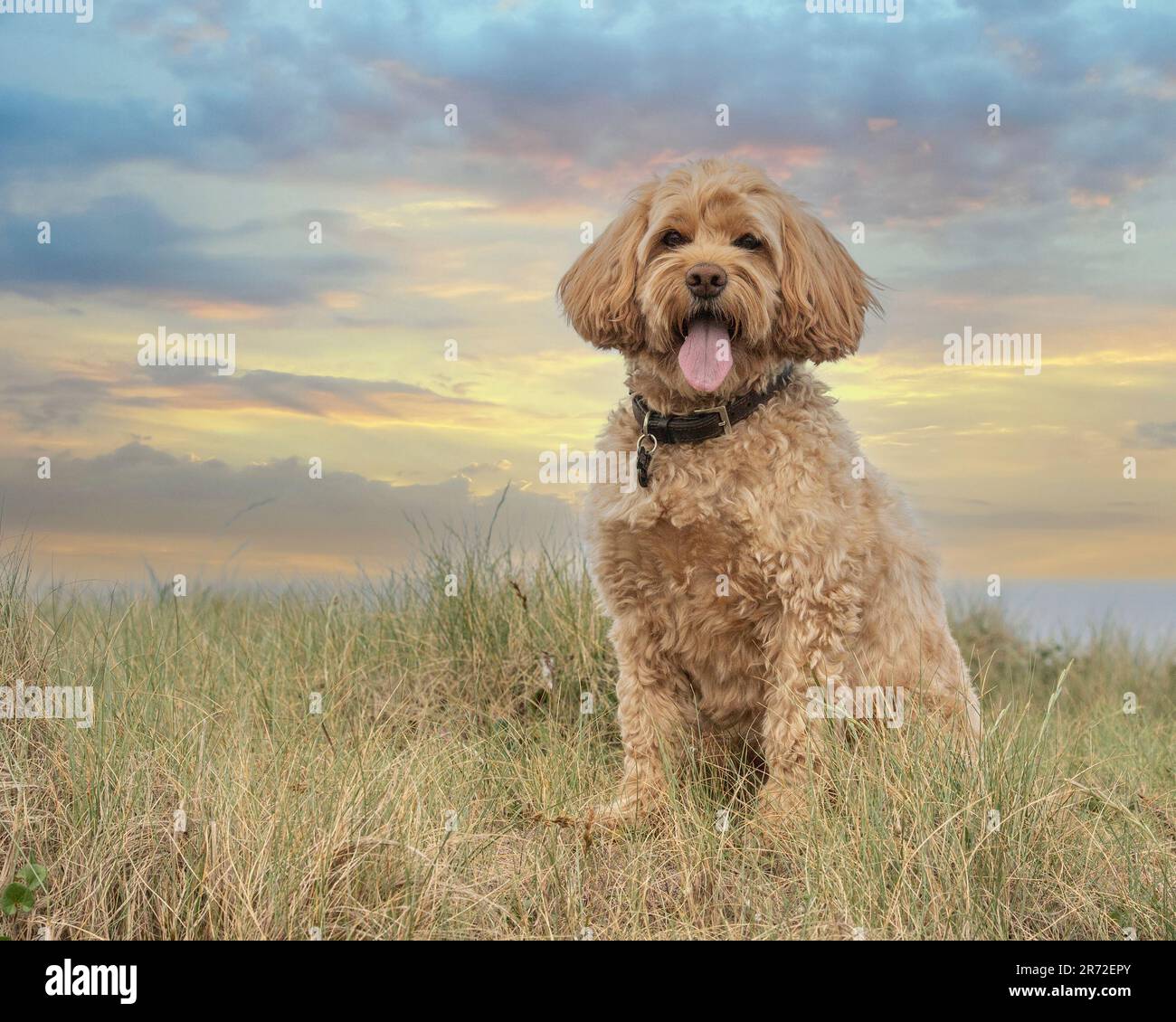 Cockapoo sitting down in open countryside Stock Photo - Alamy