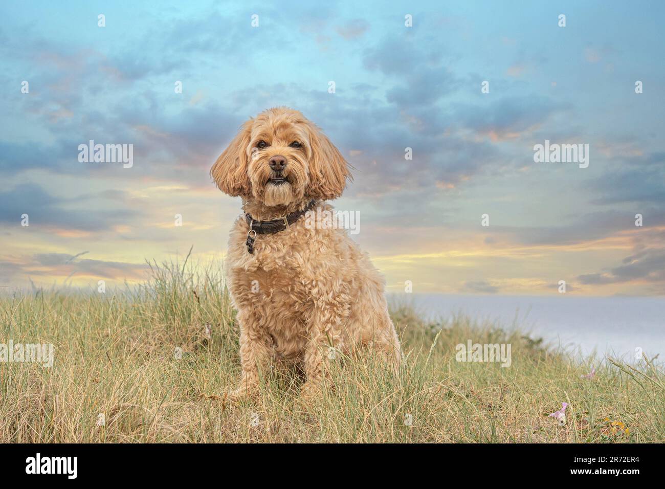 Cockapoo sitting down in open countryside Stock Photo - Alamy