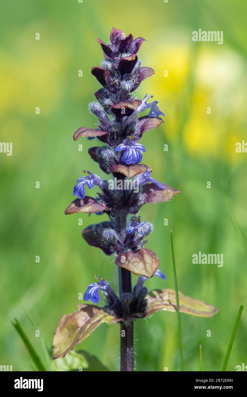 Close up of a bugle (ajuga reptans) flower in bloom Stock Photo - Alamy