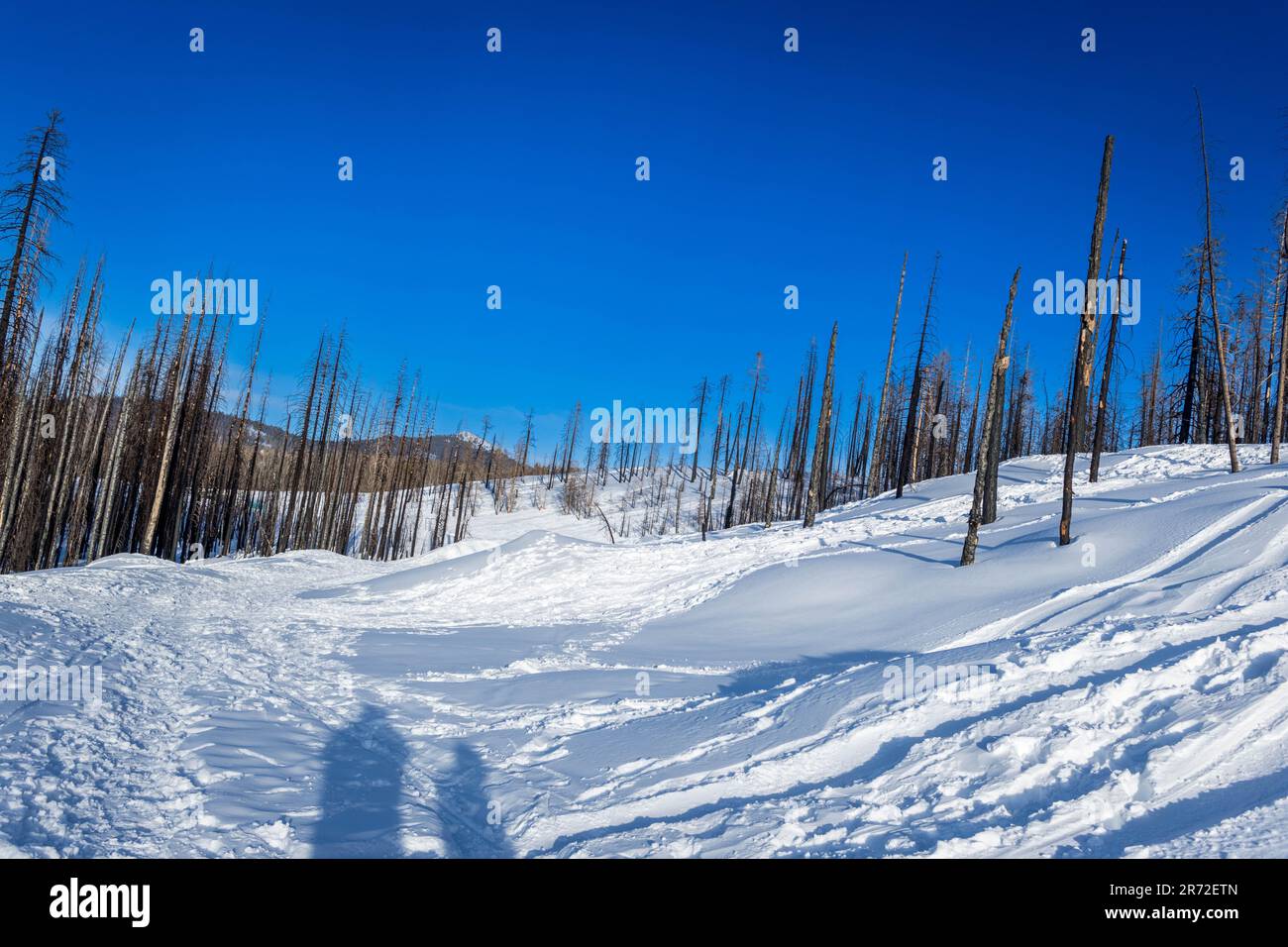 The trees in the snow-covered mountains of Sierra Nevada Stock Photo ...