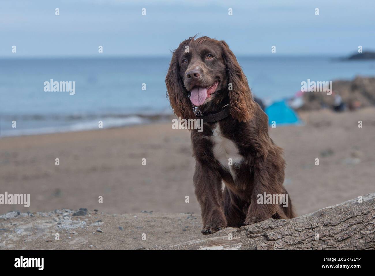 sprocker dog on the beach Stock Photo - Alamy