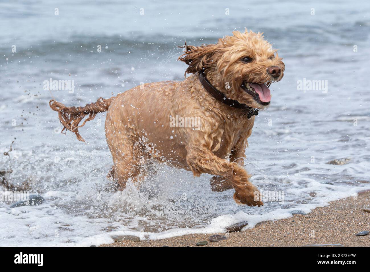cockapoo running in the sea Stock Photo - Alamy
