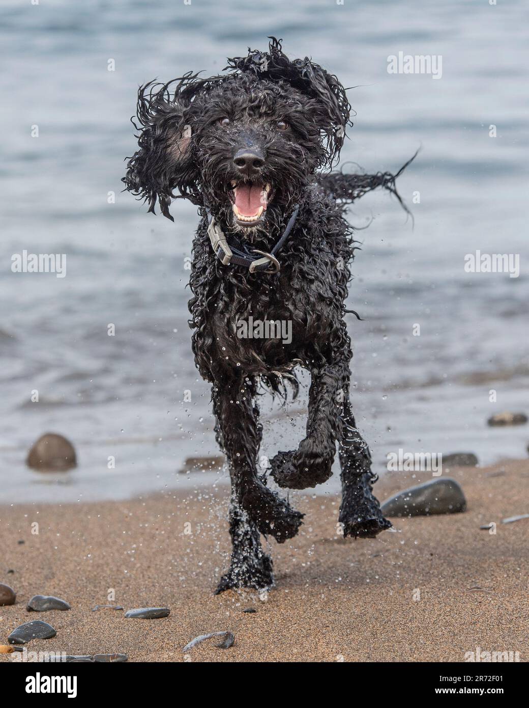 cockapoo running towards camera Stock Photo - Alamy