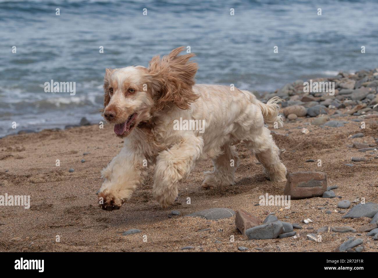 English Cocker Spaniel running on the beach Stock Photo - Alamy