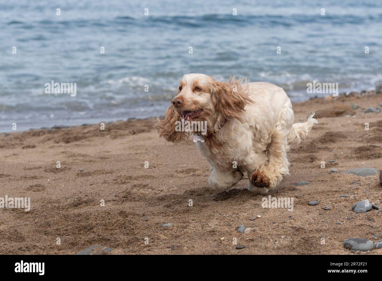English Cocker Spaniel running on the beach Stock Photo - Alamy