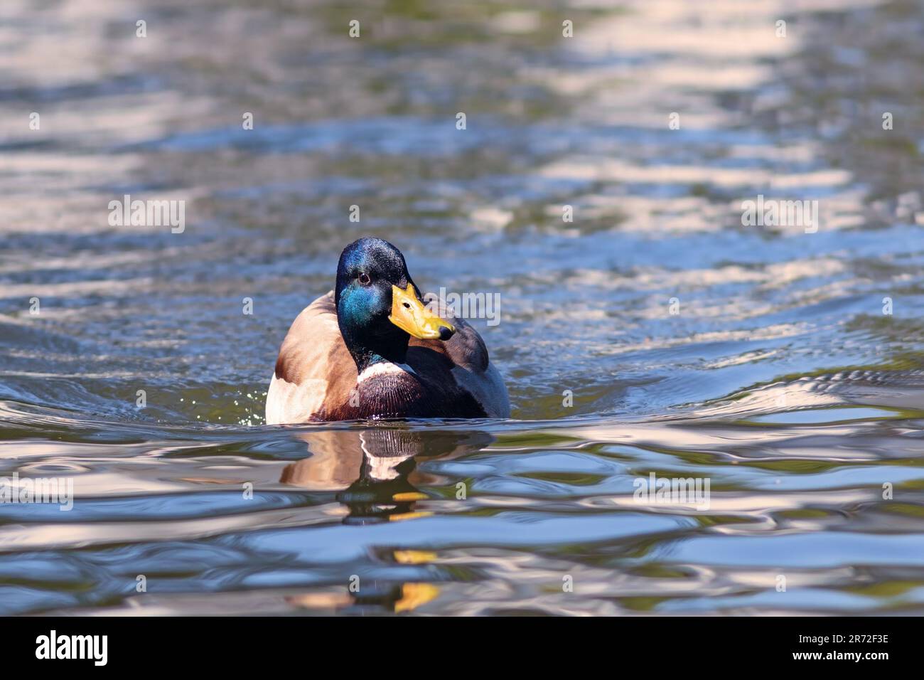Male mallard duck pond hi-res stock photography and images - Alamy