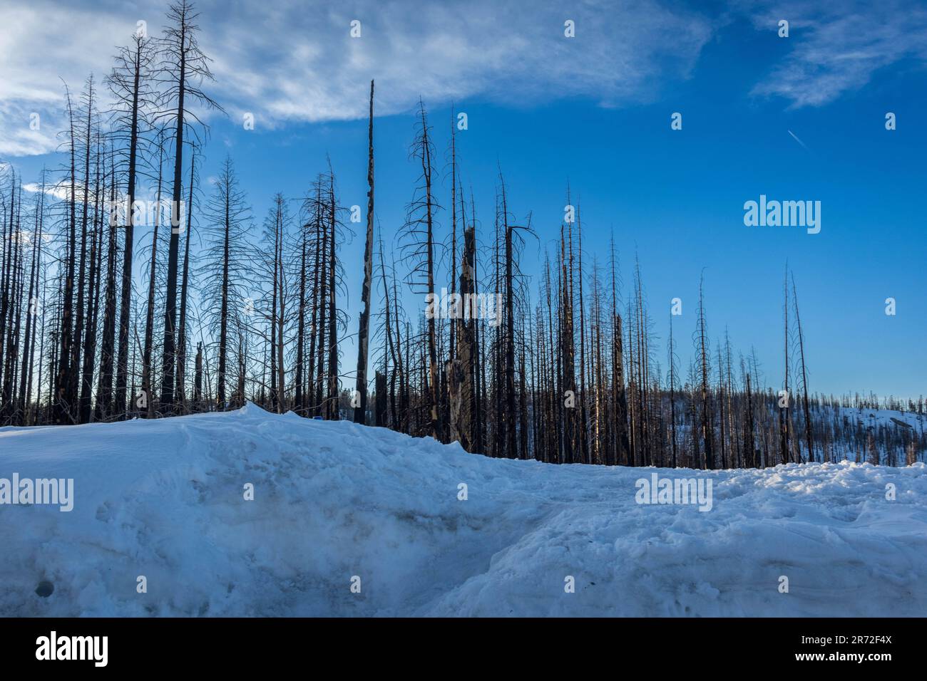 The trees in the snow-covered mountains of Sierra Nevada Stock Photo ...