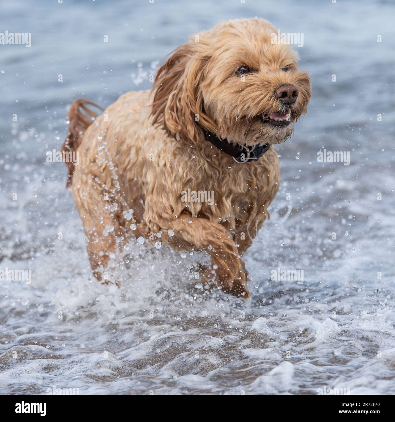 cockapoo running in the sea Stock Photo - Alamy